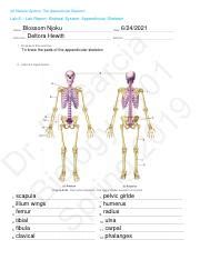 Skeletal System The Appendicular Skeleton Lab Lab Report Skeletal System Appendicular