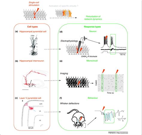 Dissecting Functional Connectivity Of Neuronal Microcircuits Experimental And Theoretical