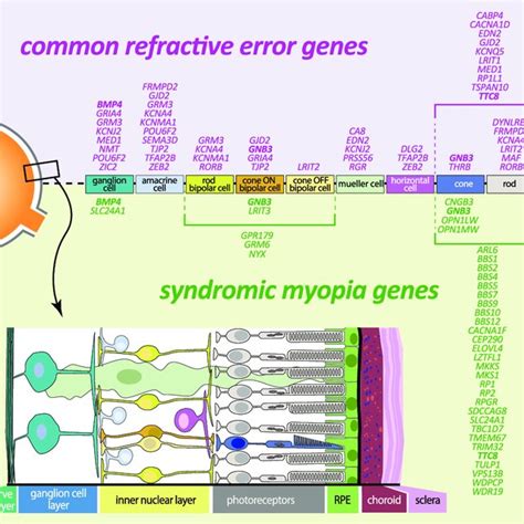 Historic Overview Of Myopia Gene Finding Genes Identified Using Wes Download Scientific
