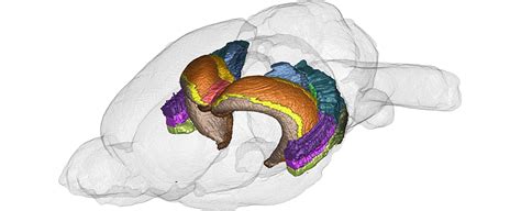 Hippocampal Formation