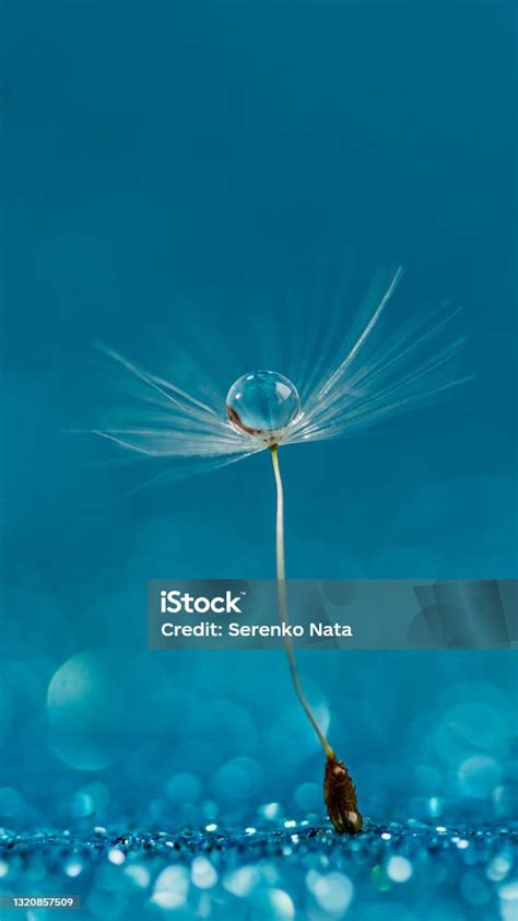민들레 씨앗 매크로에 아름다운 이슬방울이 떨어집니다 아름다운 부드러운 배경 낙하산 민들레에 물이 떨어집니다 공간을 복사합니다 물방울에 부드러운 초점 원형 모양 추상적 배경