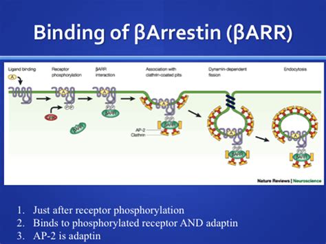 Receptor Mediated Endocytosis Micrograph International University