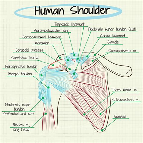 Overcome Quirky Ncci Bundling Rules For Shoulder Arthroscopy Aapc Knowledge Center