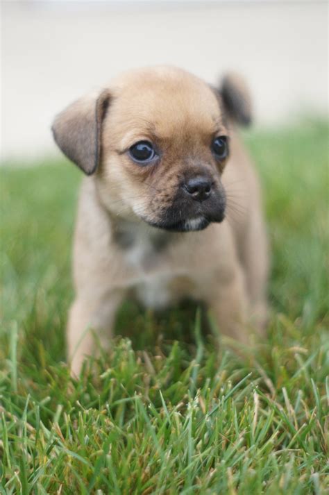 Cute Puggle From Our Small Farm To Your Home