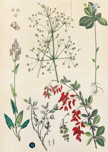 Vetores De Padrão De Plantas E Flores Coleta De Plantas Orgânicas Plantas De Estilo Retrô