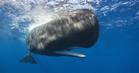 Sperm Whales Have An Alphabet And Vowel Sounds Whose Structure Is