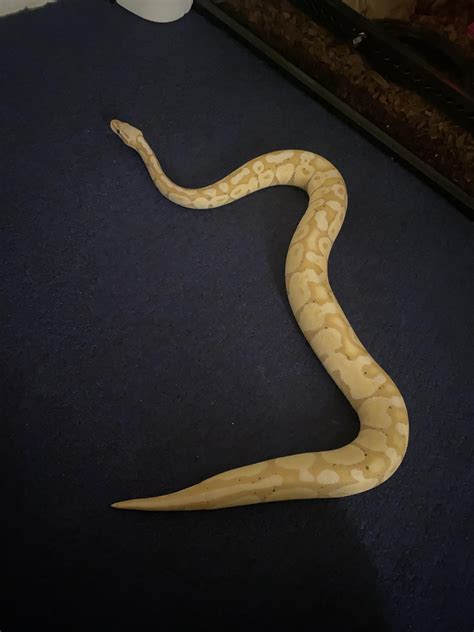 Morph Id Time Rballpythonmorph Morph Id Time Rballpythonmorph