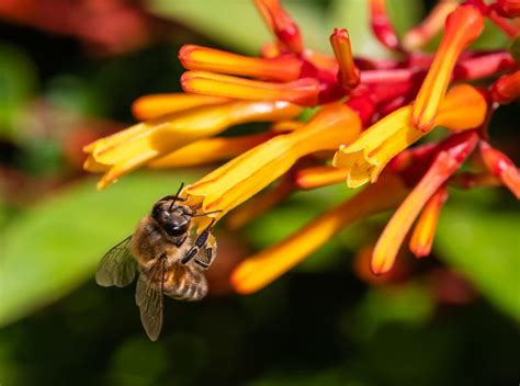 Vulture Bees 10 Facts On This Carnivorous Bee Beeswiki