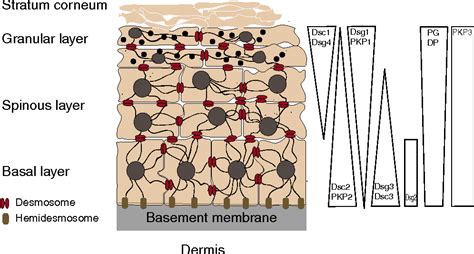 Desmosomes Skin