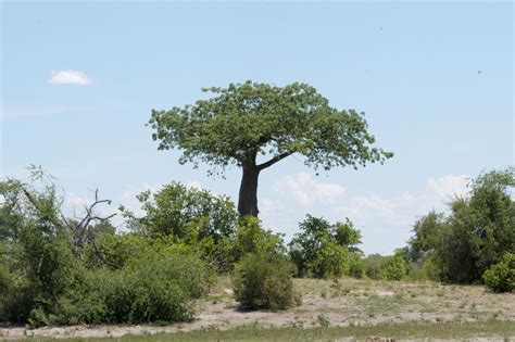 Adansonia Digitata L Plants Of The World Online Kew Science