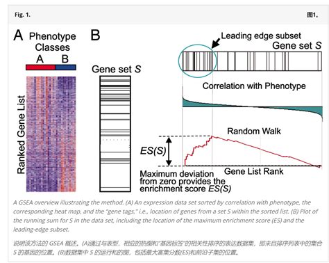 一文掌握单基因gsea富集分析 Gseago And Gseakegg Csdn博客