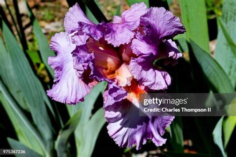 Iris Thompson Photos And Premium High Res Pictures Getty Images