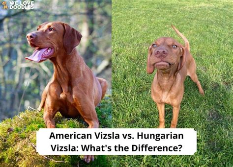 American Vizsla Vs Hungarian Vizsla Whats The Difference We Love