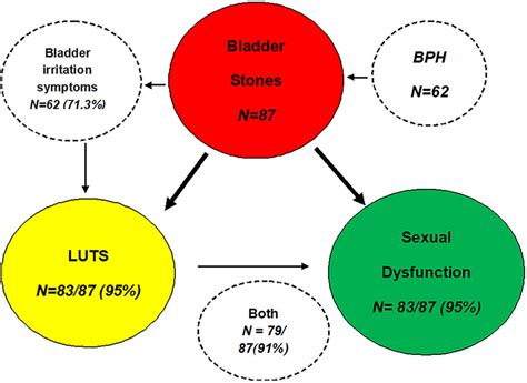 Diagram Showing The Relationship Between Sexual Dysfunction Bladder Download Scientific