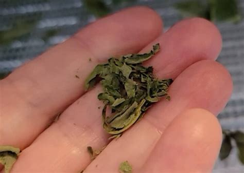 How To Dehydrate Basil The Purposeful Pantry