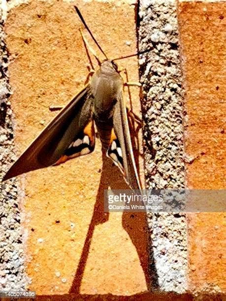 Sphinx Moths Sphinx Moth Photos And Premium High Res Pictures Getty