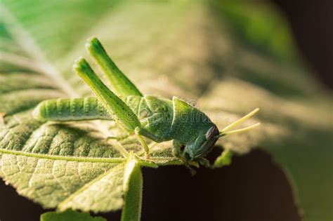 Grasshopper Eating A Plant Stock Image Image Of Resting 344547607