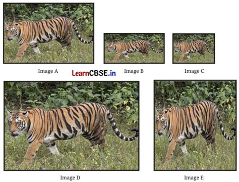 Proportional Reasoning 1 Class 8 Notes Maths Chapter 7 Learn Cbse