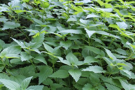 Nettle Plant Green Free Photo On Pixabay Pixabay