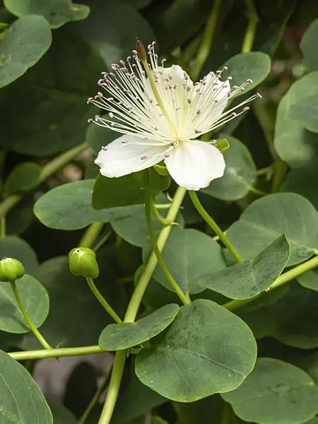 Caper Plant Capparis Spinosa Botanikfoto Picture Library Plant