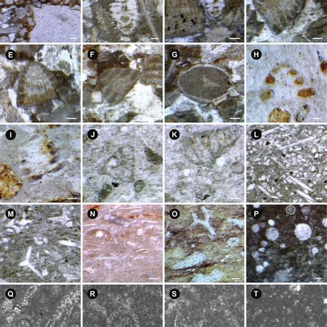 Significant Microfossils From Thin Sections Of Jurassic Deposits In The Download Scientific