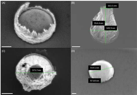Using Vertically Aligned Carbon Nanofiber Arrays On Rigid Or Flexible Substrates For Delivery Of