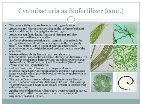 Cyanobacteria As A Biofertilizer By Ayushipptx