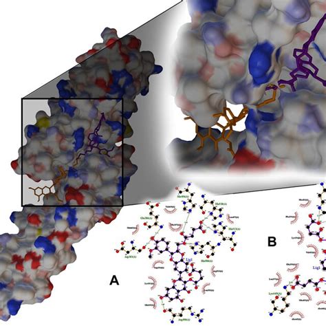 3d Modeling Of Amyloid Precursor Like Protein 2 With Its Inhibitor Download Scientific Diagram