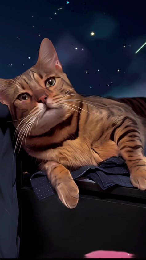 The Color Code Understanding Your Cats Personality Through Their Fur