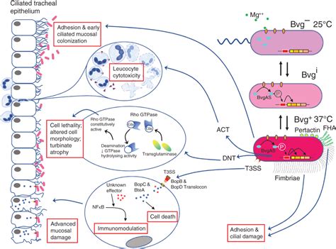 Bordetella Veterian Key