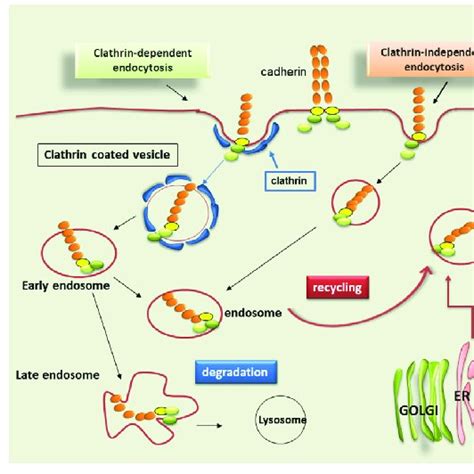 Classic Pathways Of Cadherin Trafficking Cadherins Can Undergo Either Download Scientific
