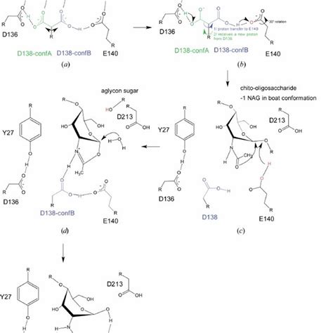 Stereoviews Of The Interactions Of Chitobiose In The Binding And Active