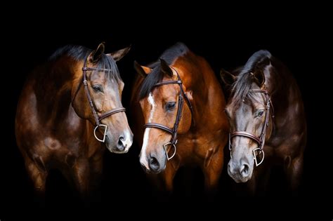 Professional Horse Photography Gallery