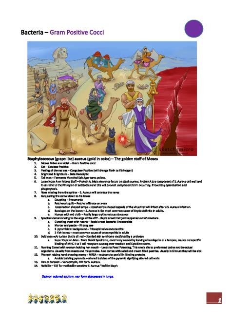 Sketchy Micro Bacteria Gram Positive Cocci Ketchymicro Staphylococcus