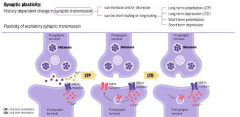 week 4 topic 1 learning memory and synaptic plasticity flashcards