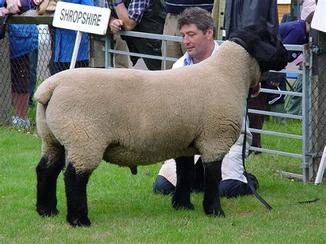 Ovejas Suffolk Una Raza Que Destaca Por Su Prolificidad Y Rápido