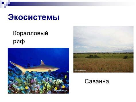 Организация и разнообразие экосистем - презентация онлайн