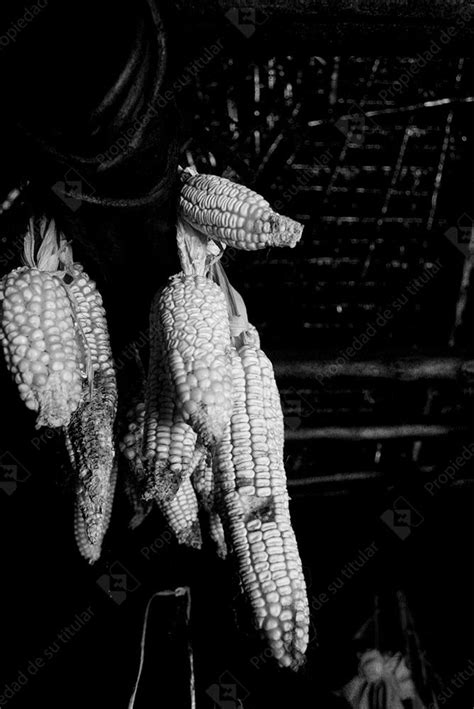 Mazorca Acervo Chiapas