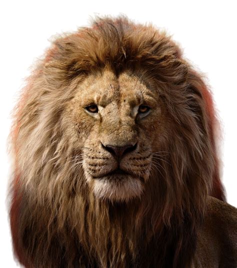 Png Mufasa El Rey Leon Live Action By Mikemoon1990 On Deviantart