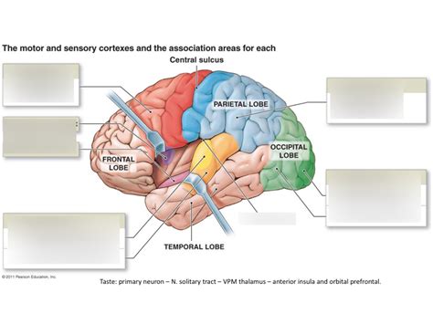 Motor And Sensory Cortices Diagram Quizlet