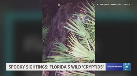 Florida Cryptids Could Be Lurking Around Tampa Bay