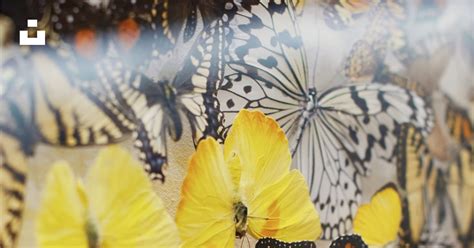 Tessuto Grafico Farfalla In Colori Assortiti Photo Photo Papillons Gratuite Sur Unsplash