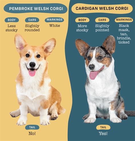 Distinguishing Pembroke Welsh And Cardigan Welsh Corgis Welsch Corgi