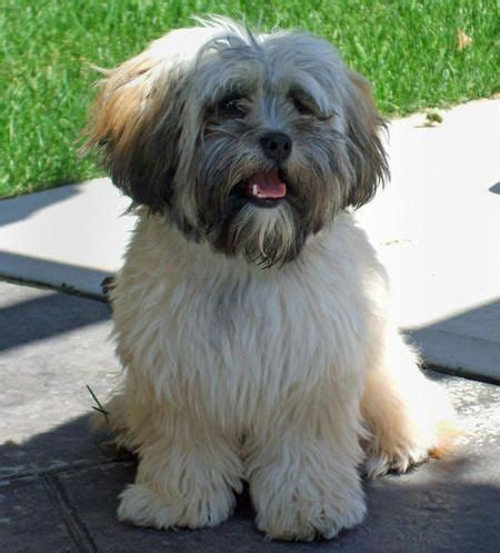 Shih Tzu And Lhasa Apso Mix Breed Gimera