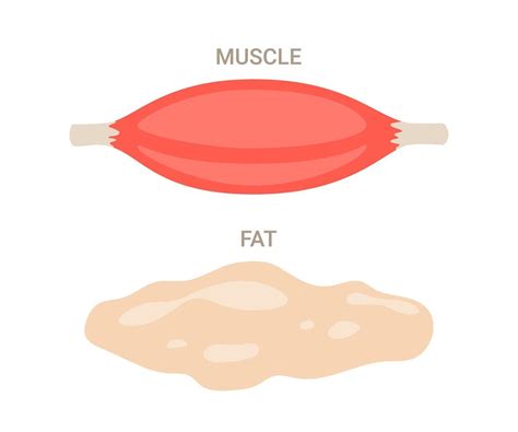 Muscle And Fat Composition Weight Body Mass Fiber Part Body Human And Extra Component