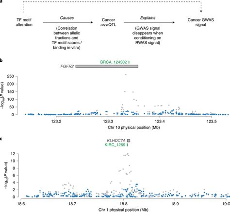 Allelic Imbalance And Rwas Can Explain Gwas Risk Loci A Integrative