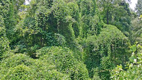 Fast Growing Kudzu Plant Overwhelms Native Species