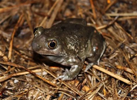 Plains Spadefoot Toad Facts Diet Habitat And Pictures On Animaliabio