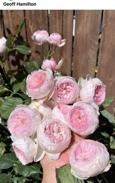 27 Stunning Pink Rose Varieties For Your Garden Artofit
