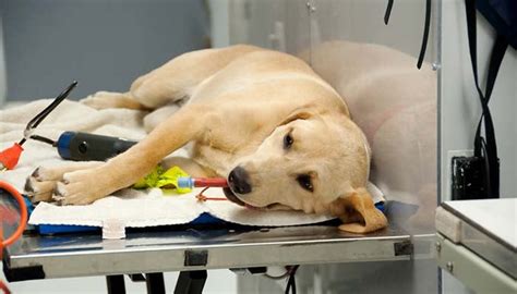 14 Benefits Of Spaying And Neutering Your Dogs